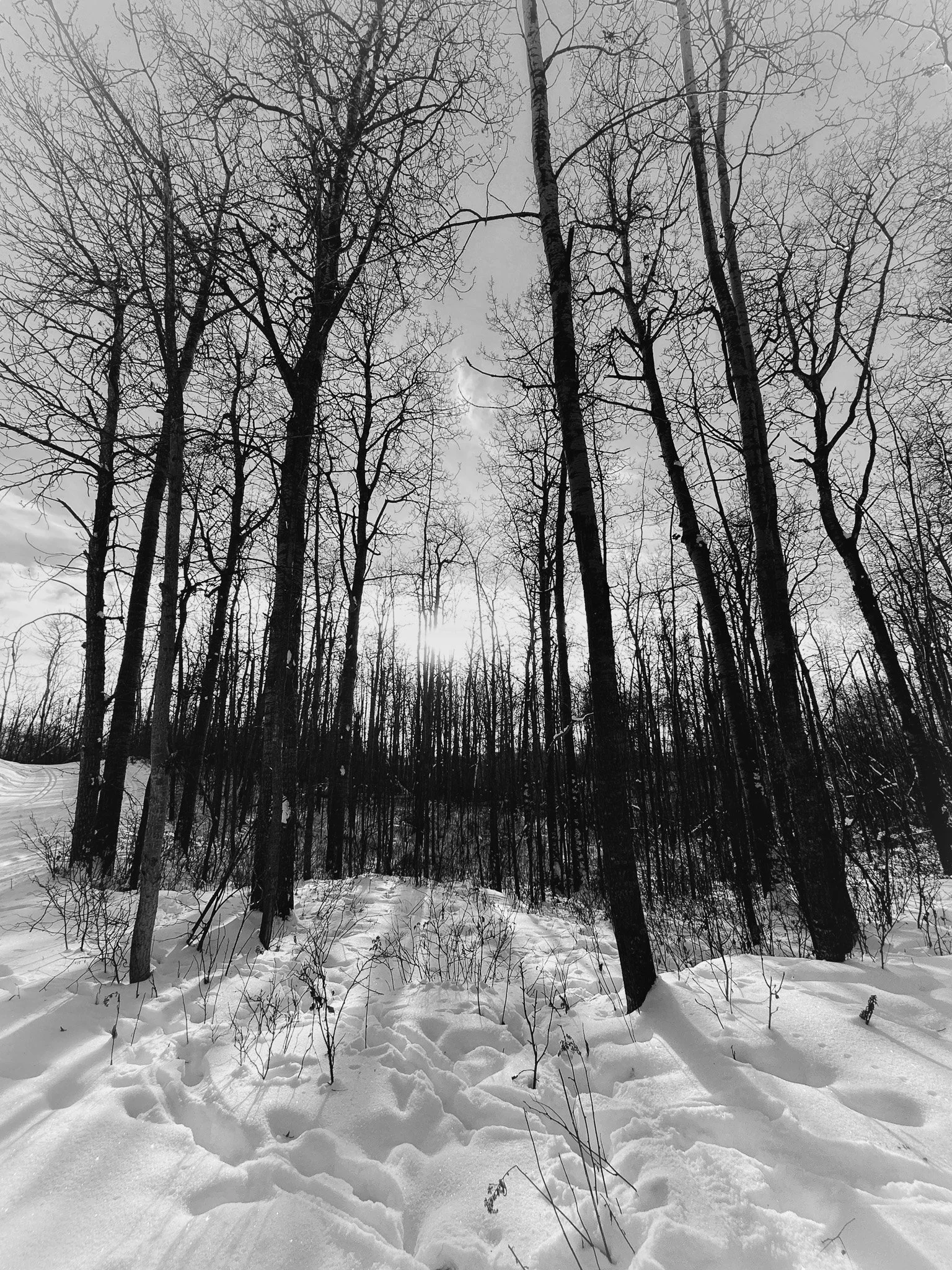 Hanne Pearce Photography