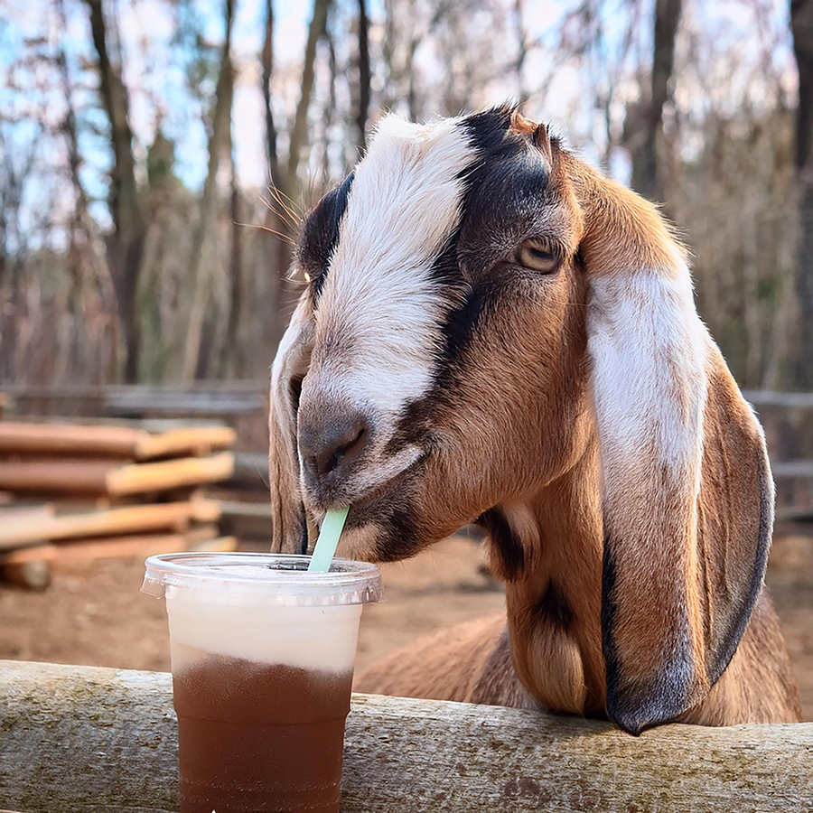 Wine, Music and Goats in Galena, IL — HOOF IT GOAT TREKS - Hike with ...