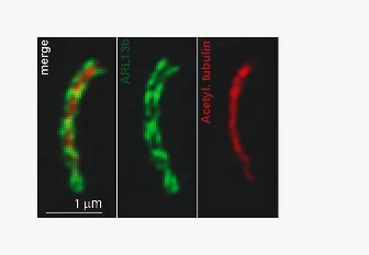 Julie Craft Van De Weghe Laboratory