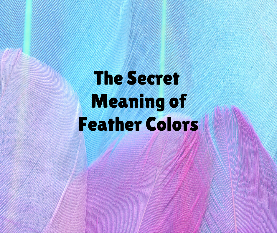 Angel Signs: The Secret Meaning of Feather Colors — The Angel Writer