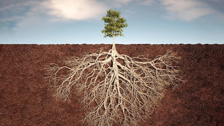 Language of the Day: Root Words — MOSAIC engage