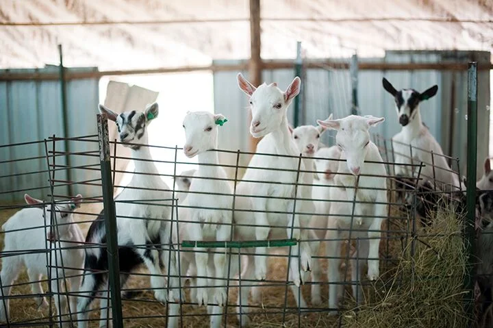 OUR STORY — Amaltheia Organic Dairy