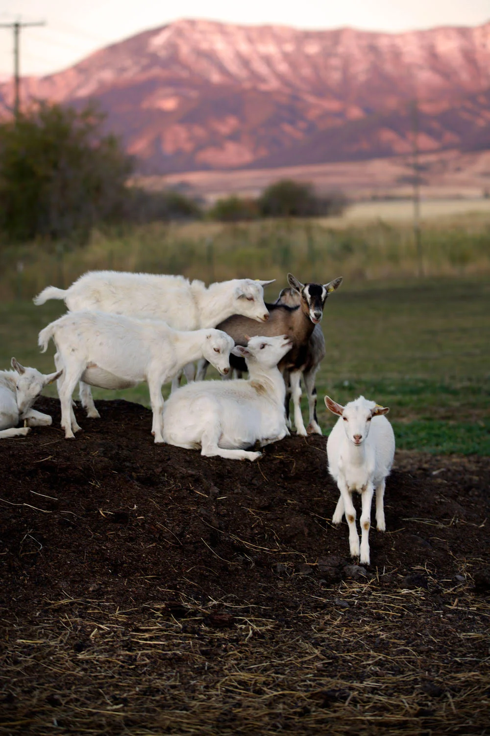 Cheese — Amaltheia Organic Dairy