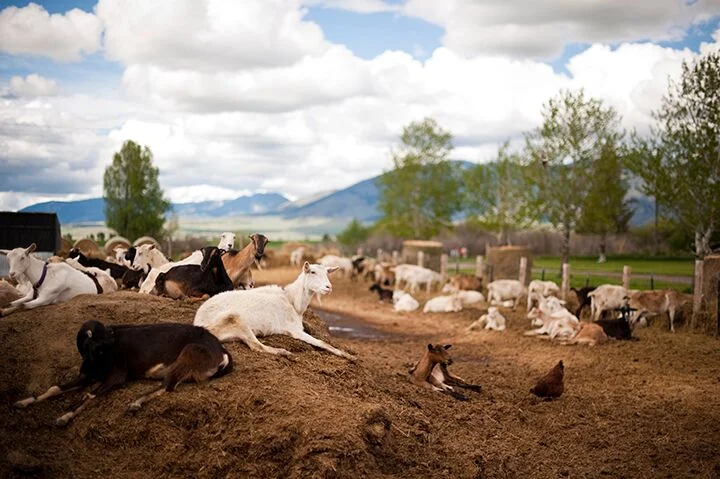 OUR STORY — Amaltheia Organic Dairy