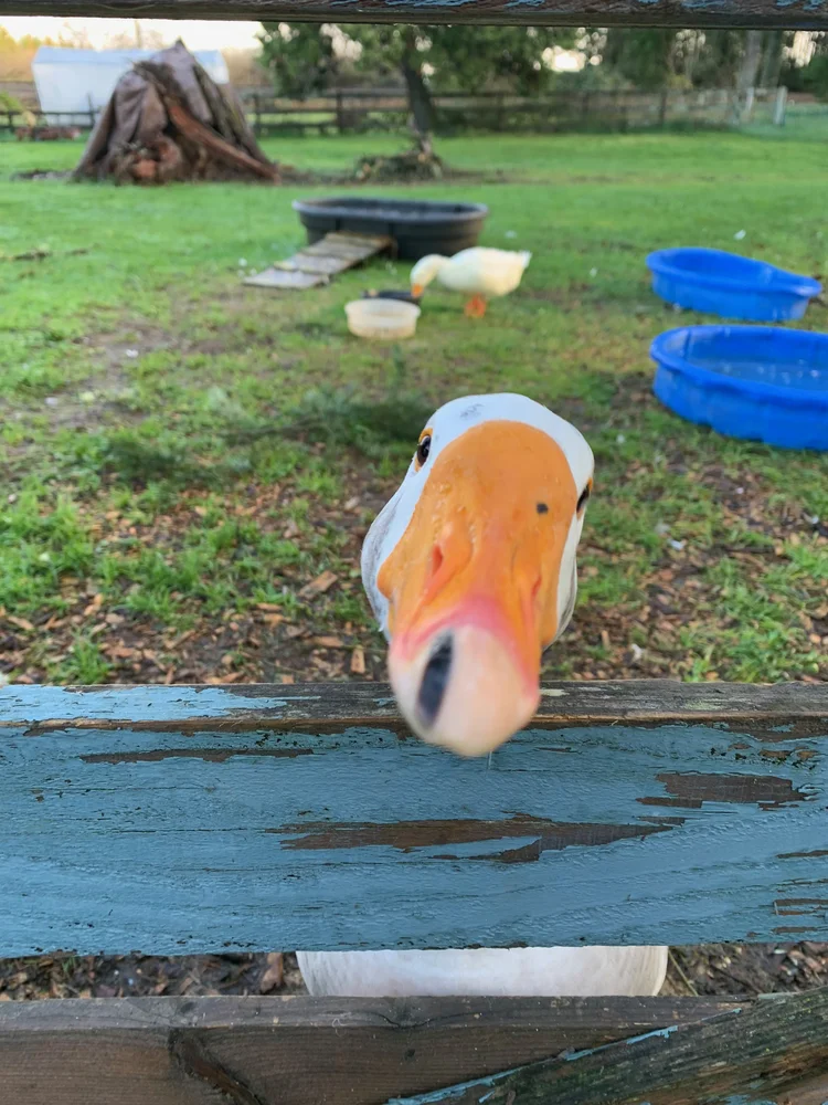 Blue Barn Farm & Sanctuary