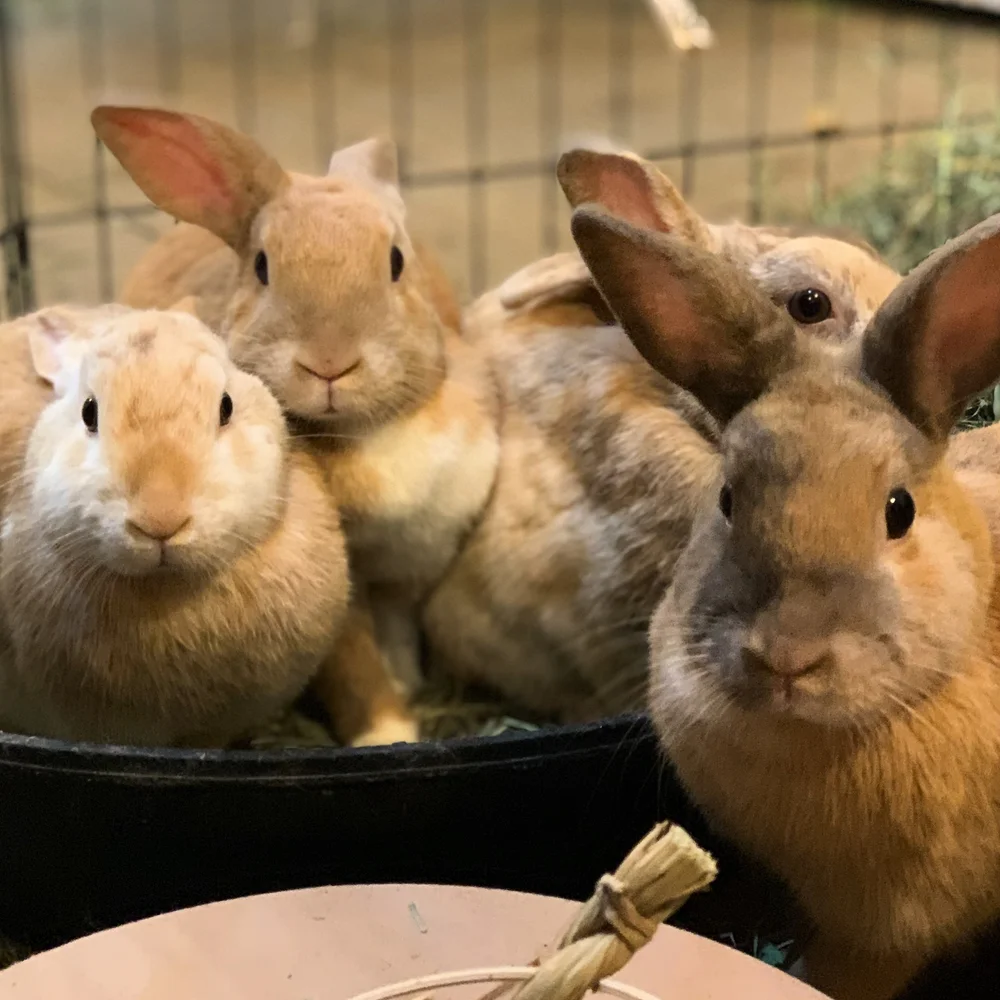 Blue Barn Farm & Sanctuary