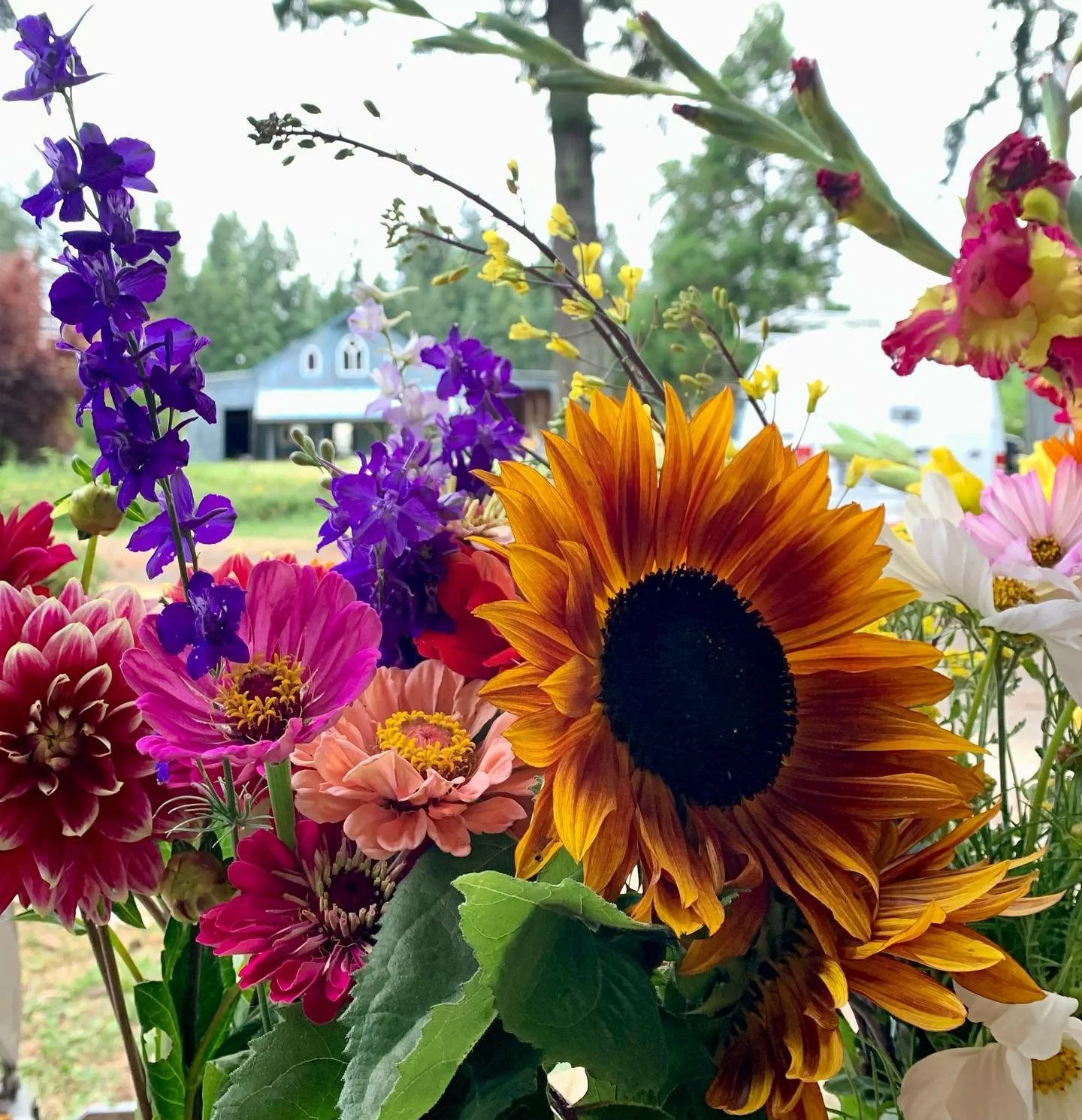 blue barn farm & sanctuary