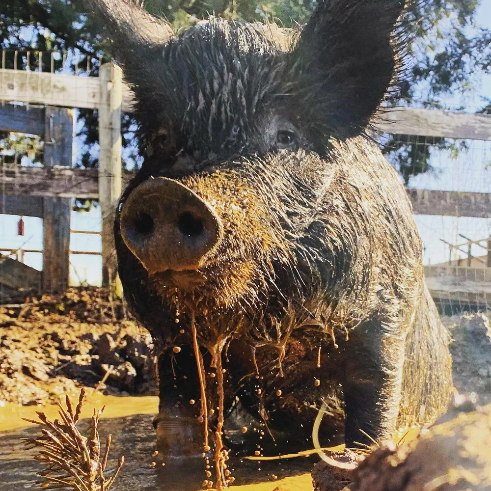 Blue Barn Farm & Sanctuary