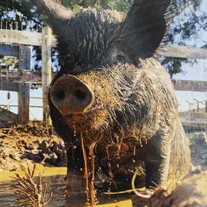 Blue Barn Farm & Sanctuary