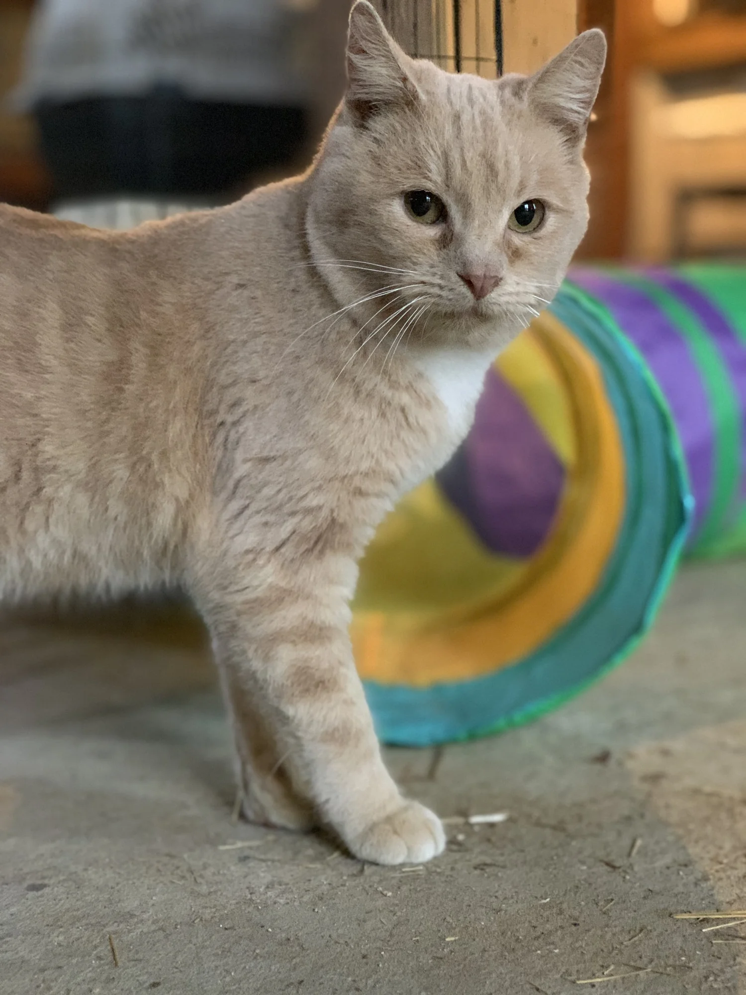 Blue Barn Farm & Sanctuary