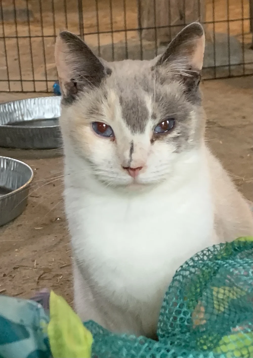 Blue Barn Farm & Sanctuary