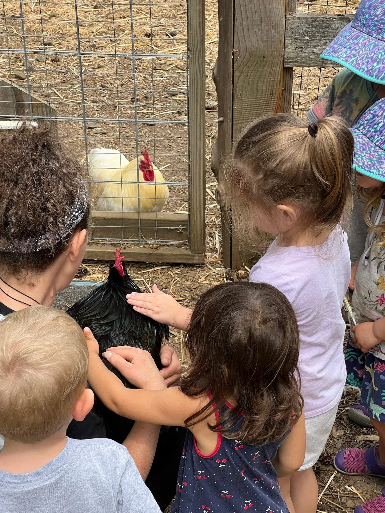 Blue Barn Farm & Sanctuary