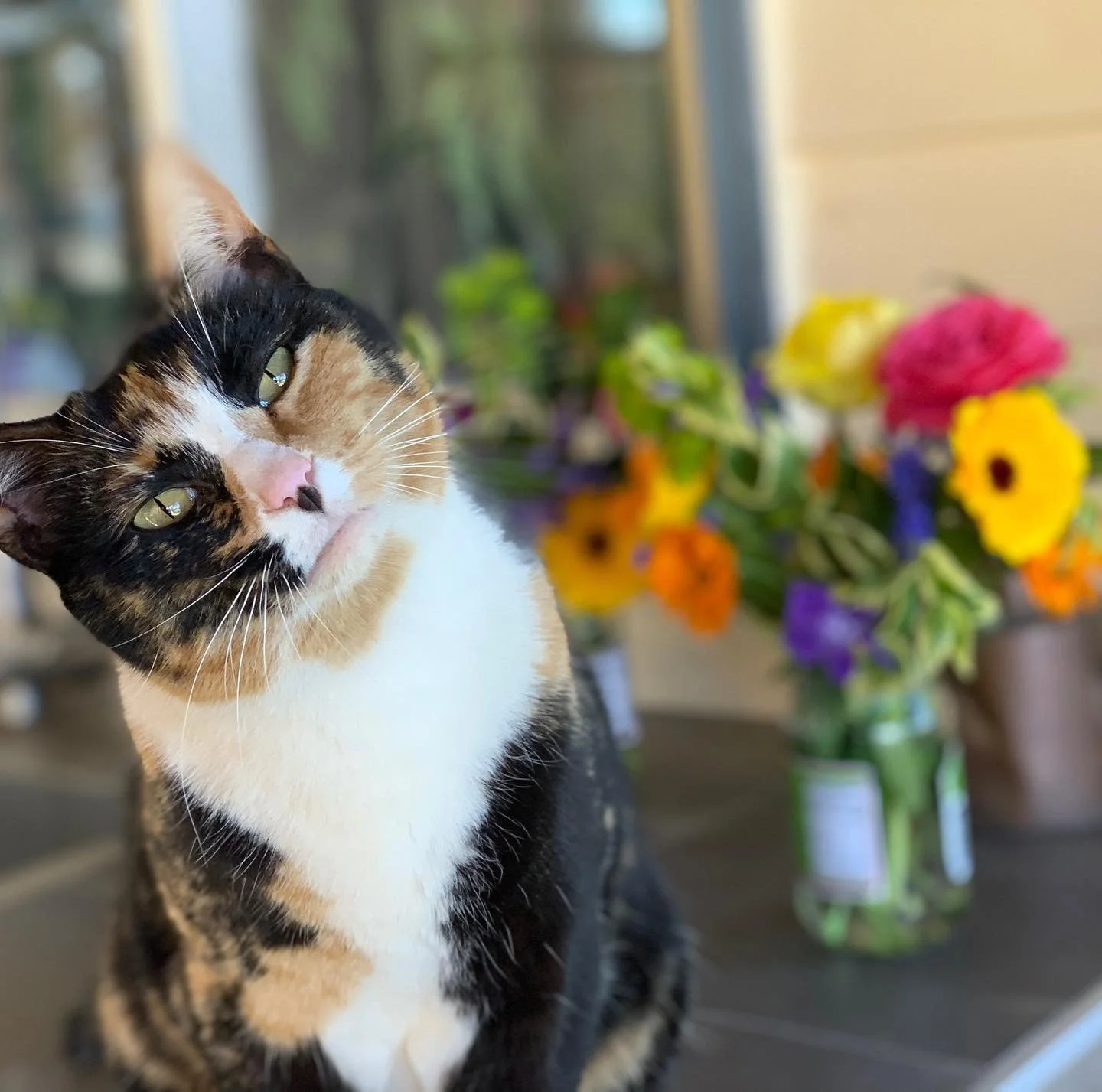 Blue Barn Farm & Sanctuary