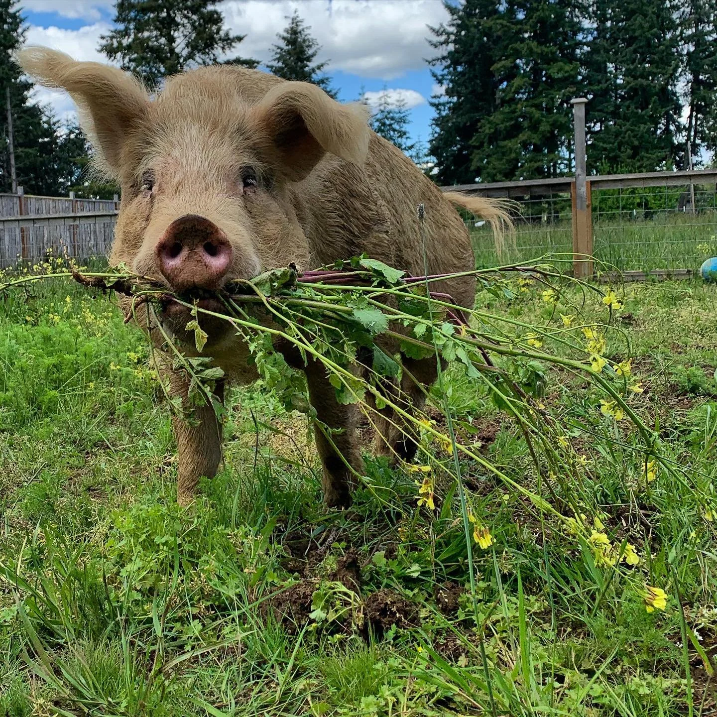 Blue Barn Farm & Sanctuary