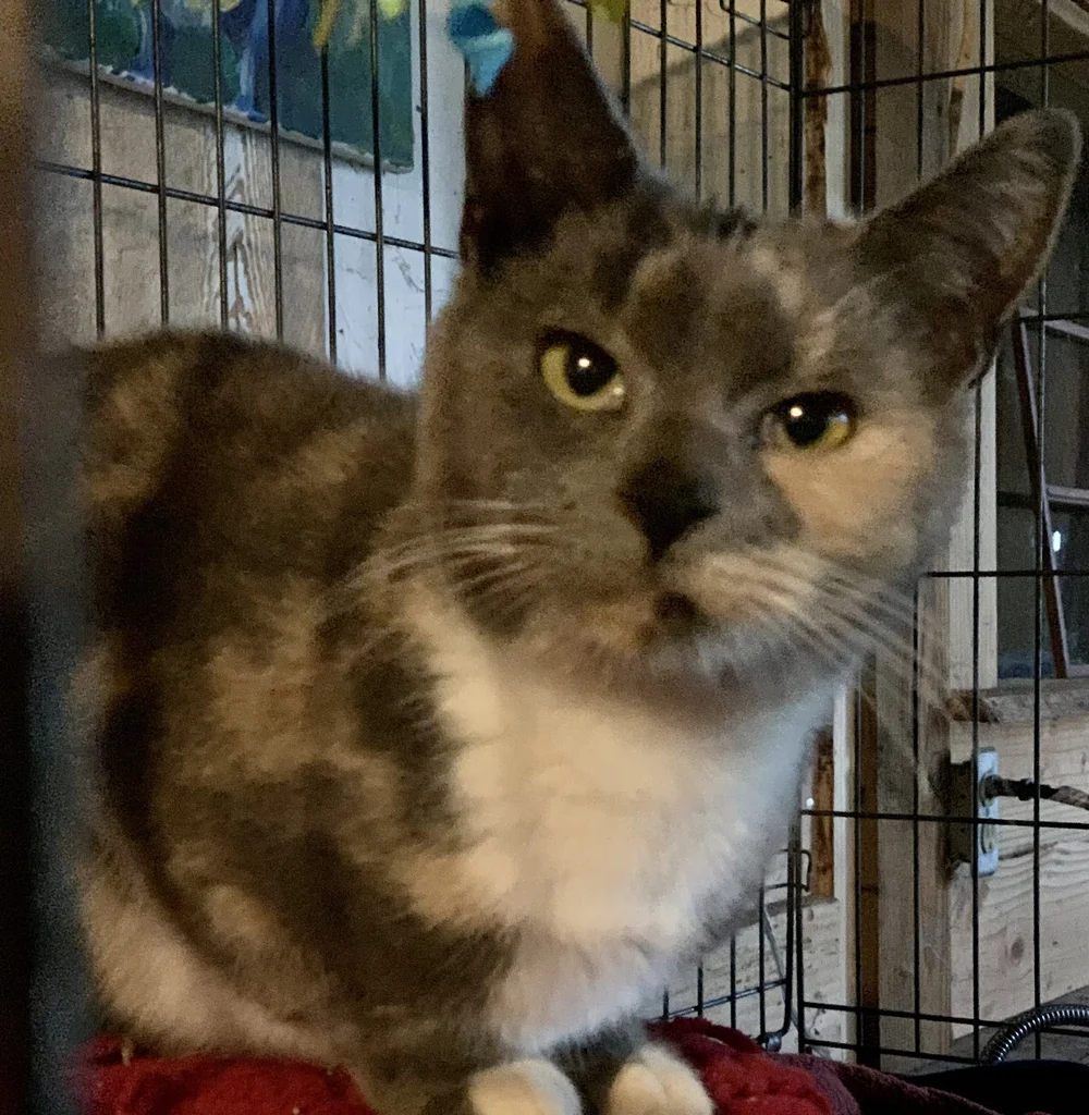 Blue Barn Farm & Sanctuary