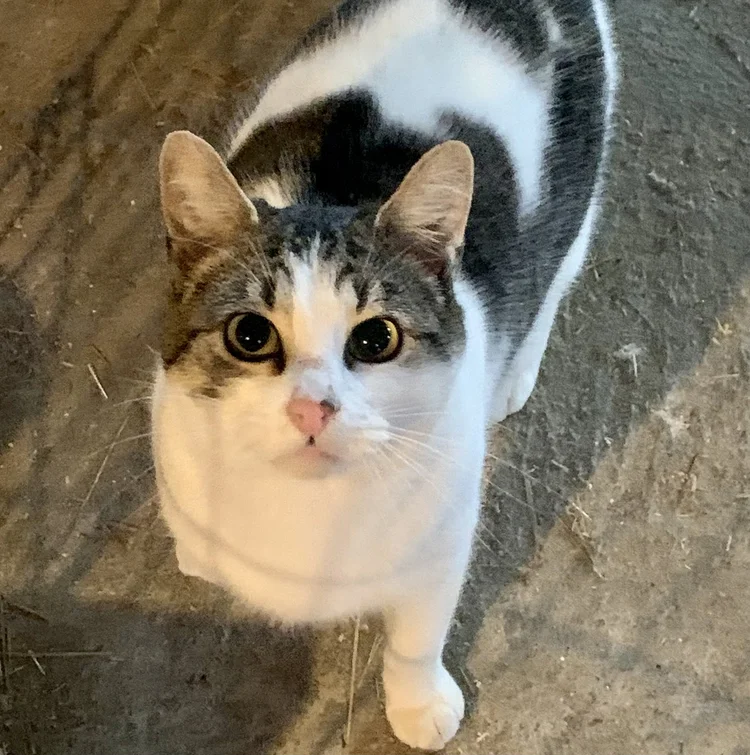 Blue Barn Farm & Sanctuary