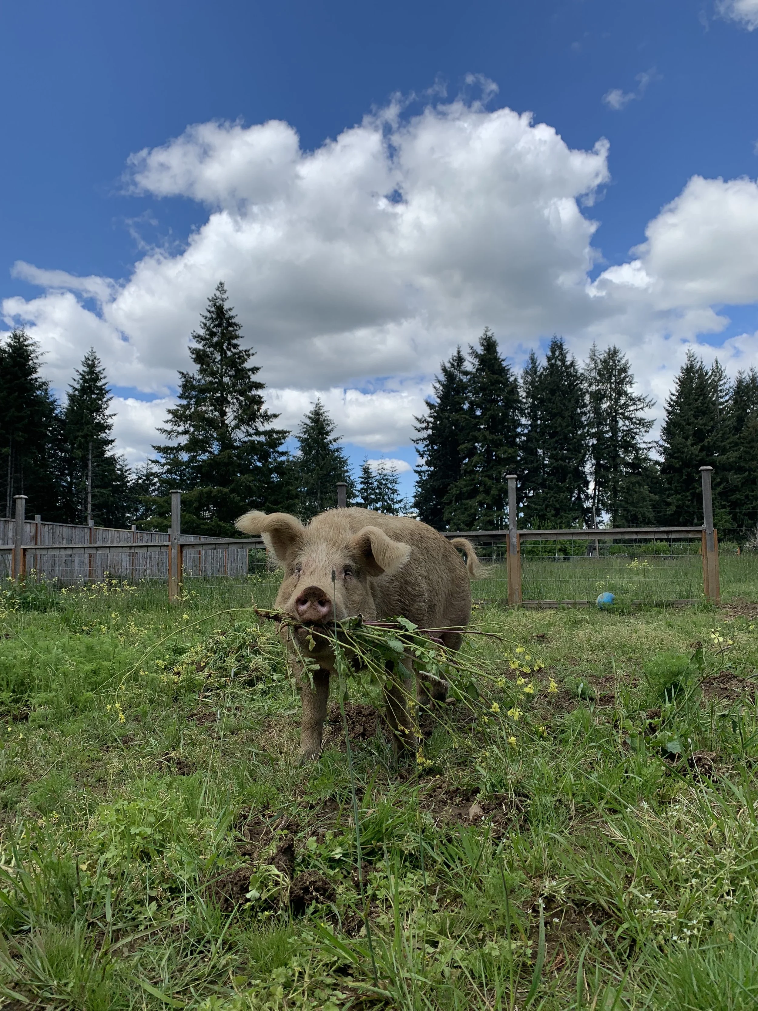 blue barn farm & sanctuary