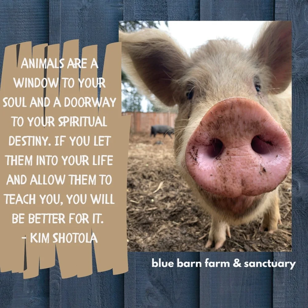 blue barn farm & sanctuary