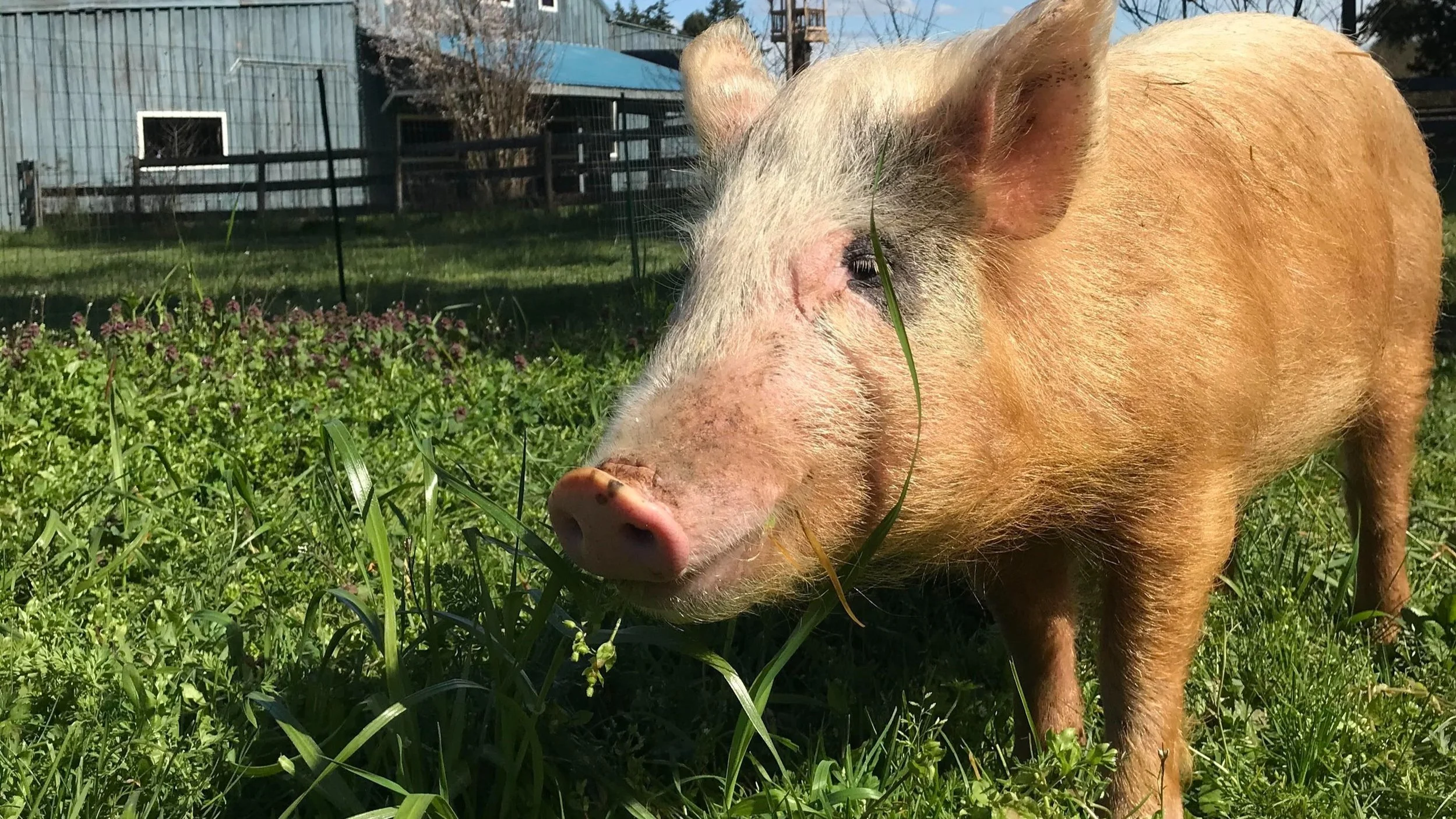 Blue Barn Farm & Sanctuary
