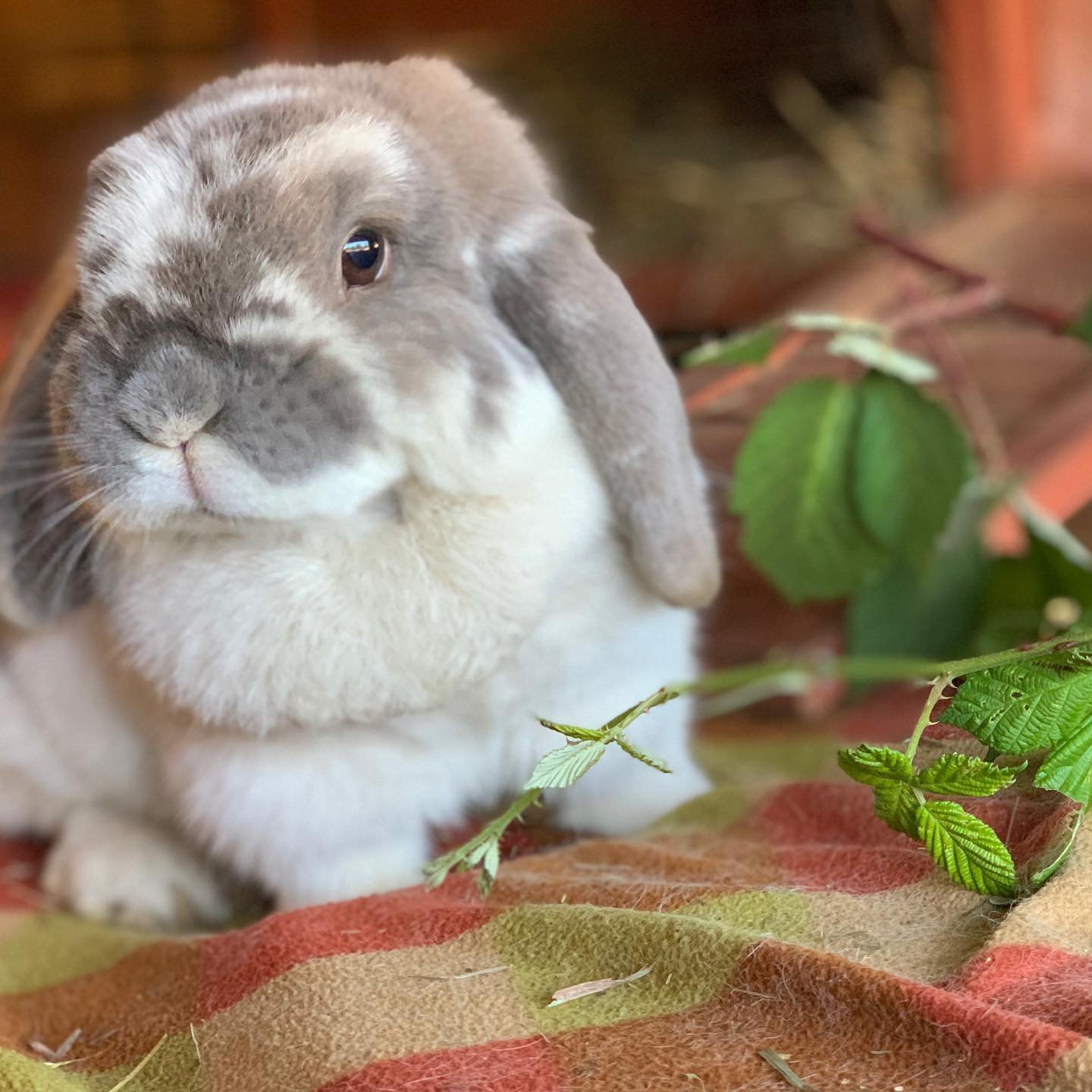 Blue Barn Farm & Sanctuary