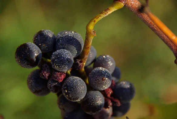 Domaine Poisot Père et Fils — La Souveraine