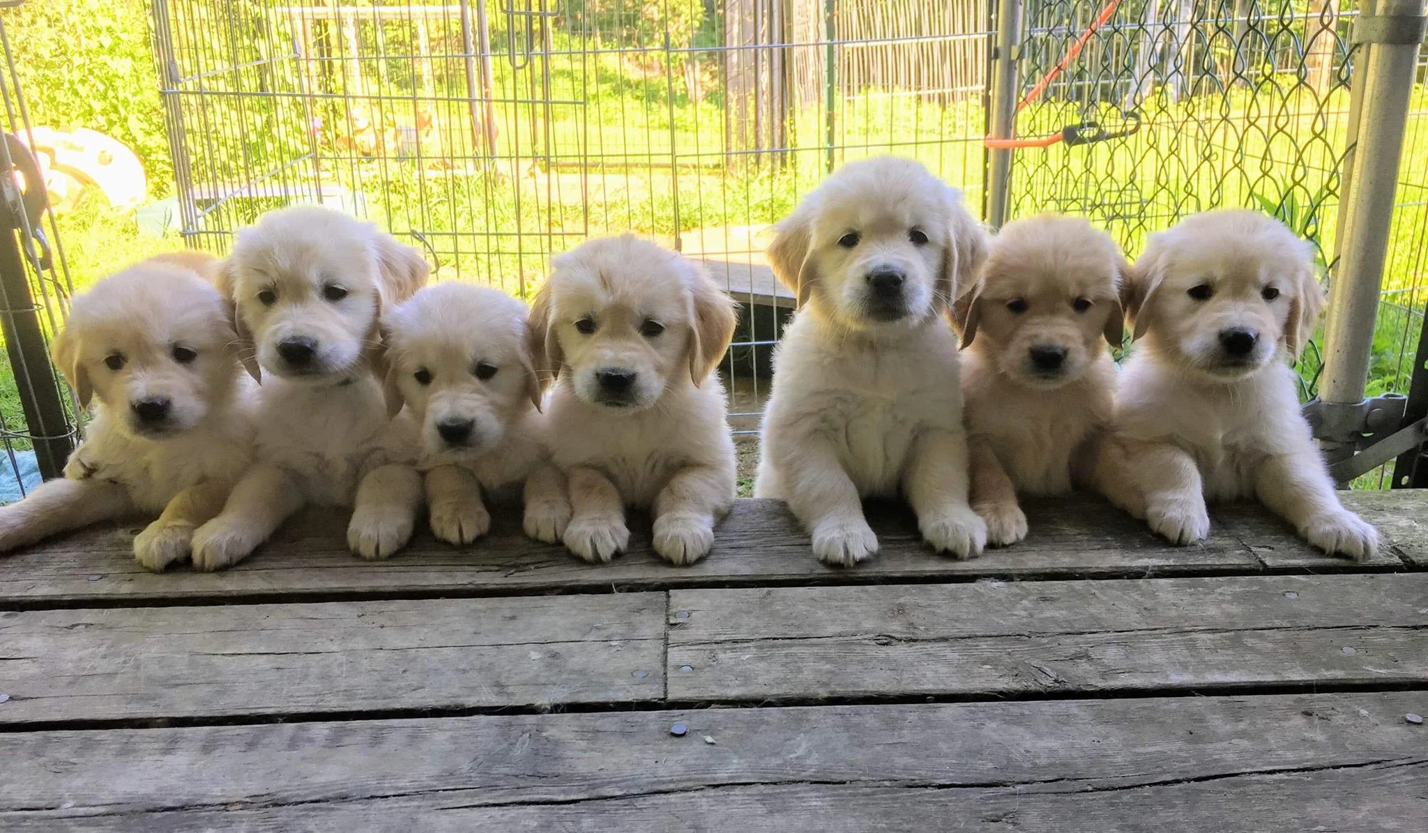 Cedar Grove Farms - Cedar Grove Golden Retrievers
