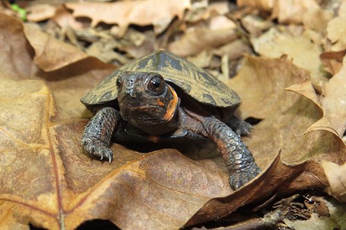 Bog Turtle Conservation — North Carolina Wildlife and Outdoor ...