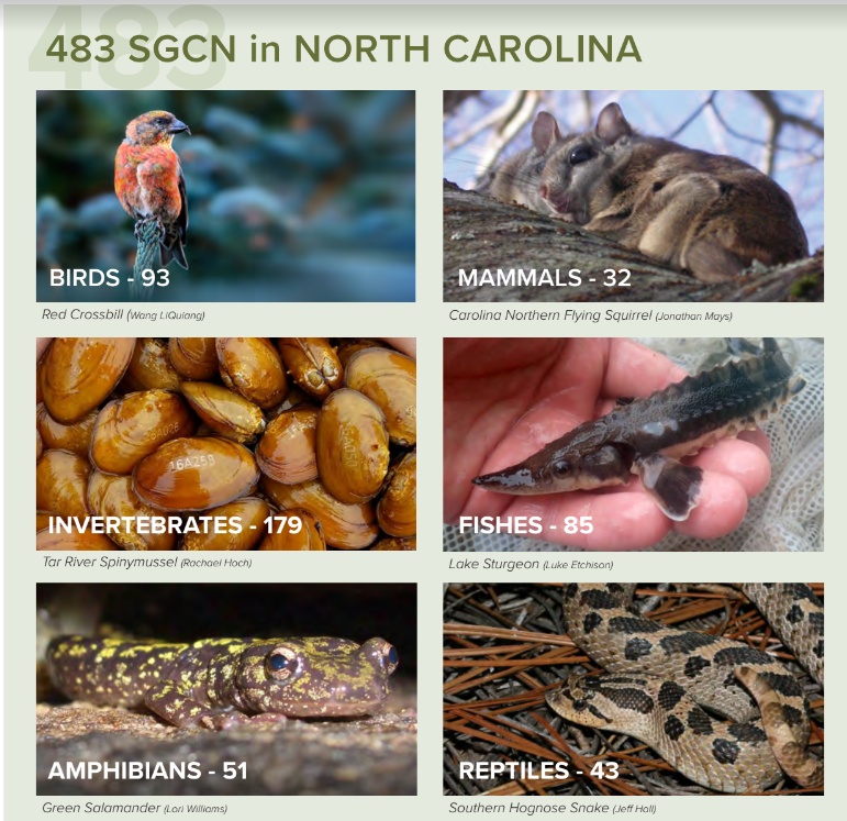 At-Risk Species — North Carolina Wildlife and Outdoor Recreation Foundation