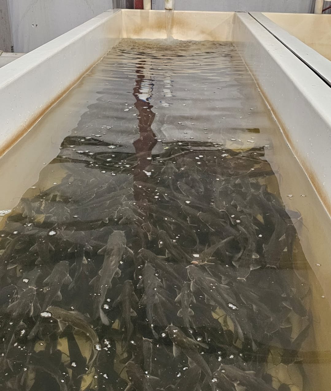 Aquatic Hatcheries — North Carolina Wildlife and Outdoor Recreation ...