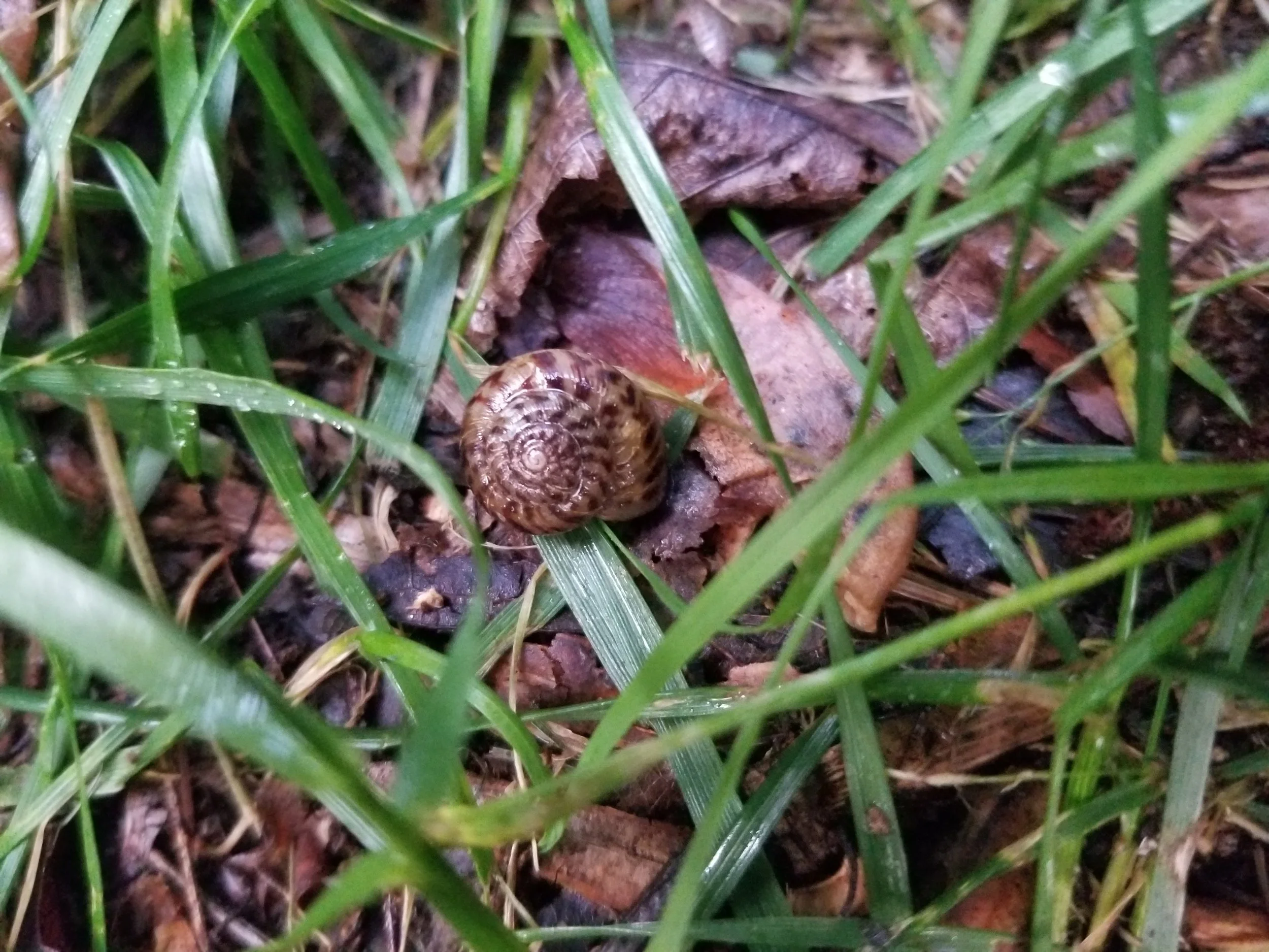 Terrestrial Snail Conservation — North Carolina Wildlife and Outdoor ...