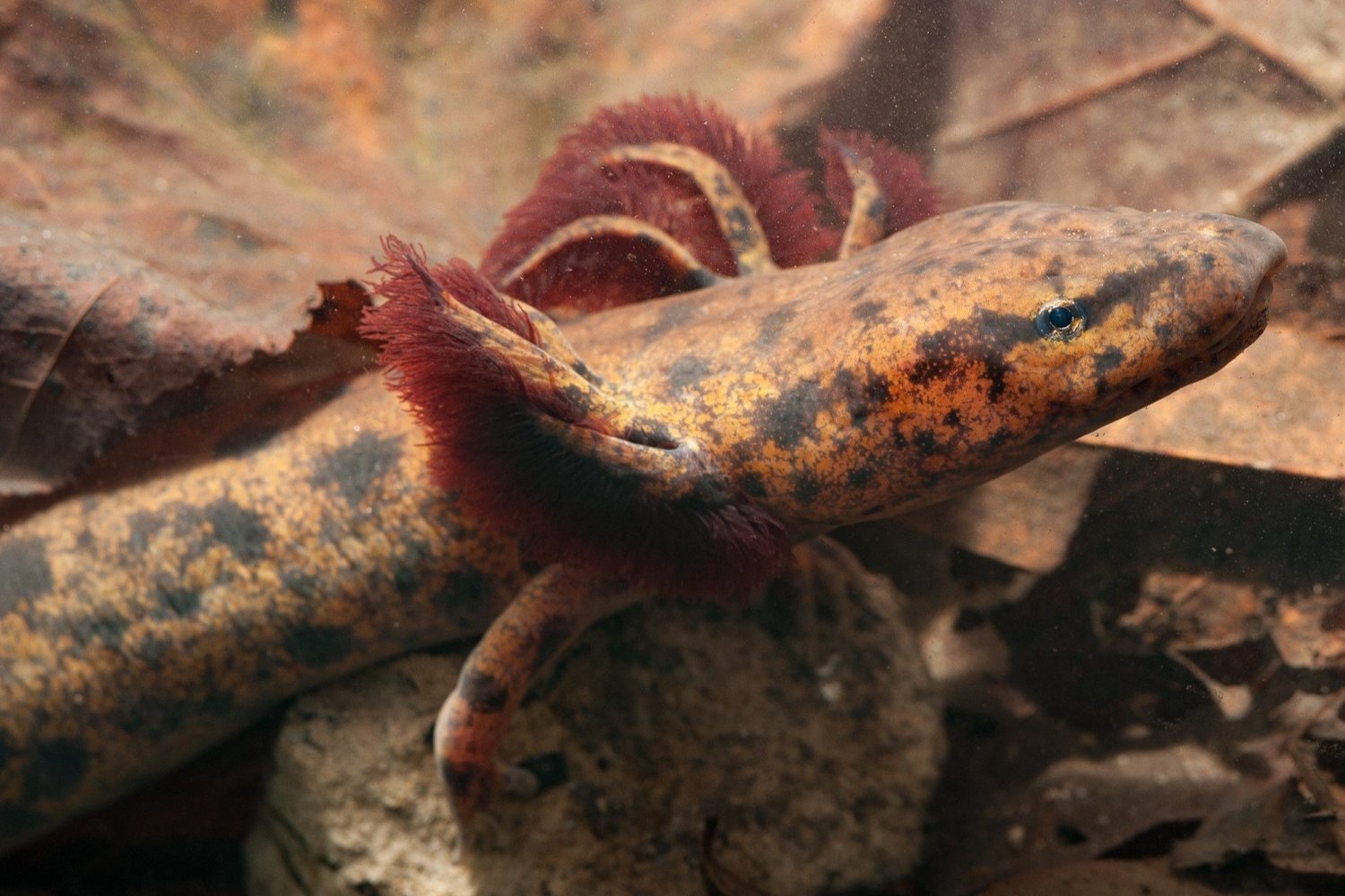 At-Risk Species — North Carolina Wildlife and Outdoor Recreation Foundation