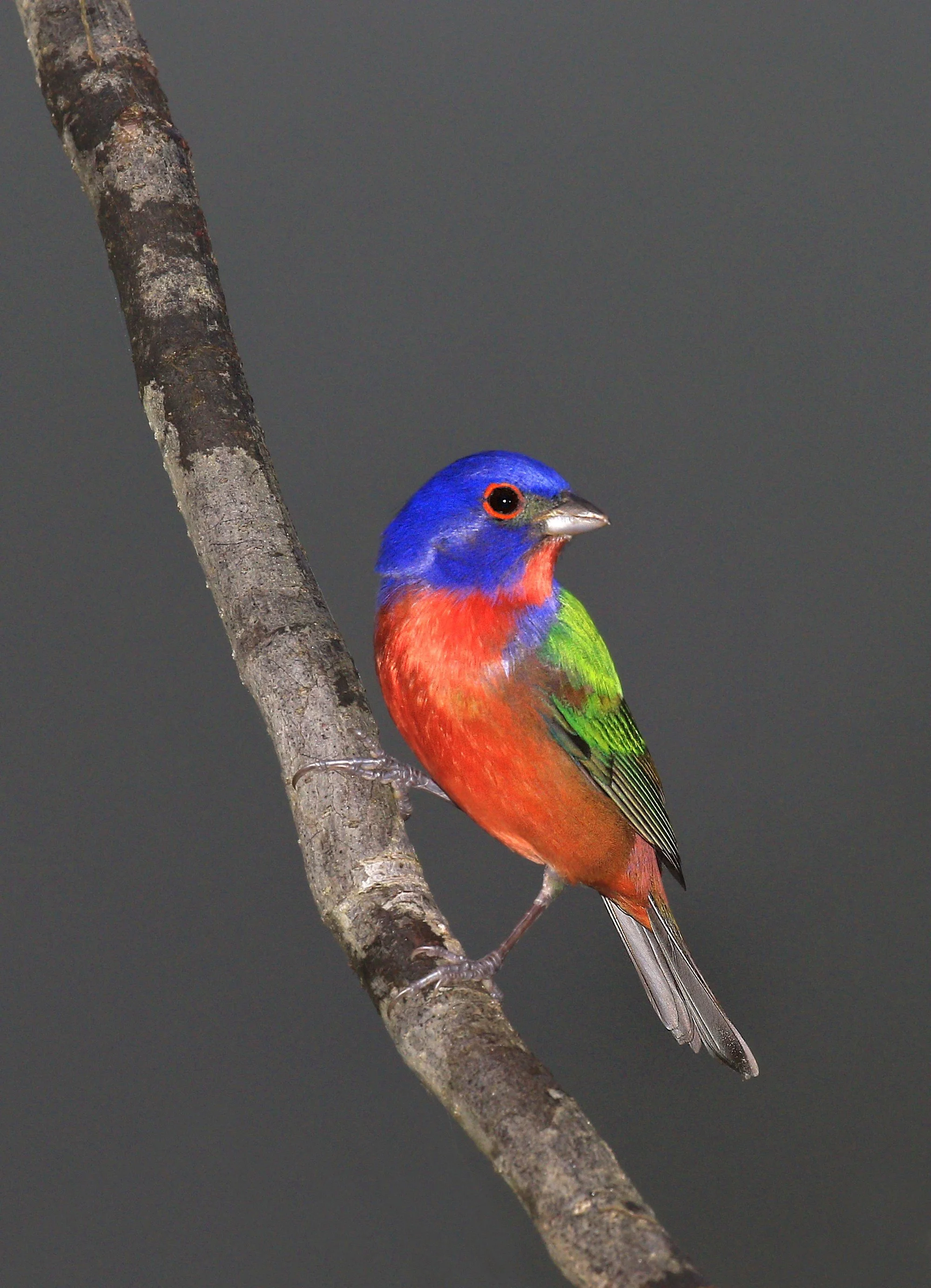 At-Risk Species — North Carolina Wildlife and Outdoor Recreation Foundation