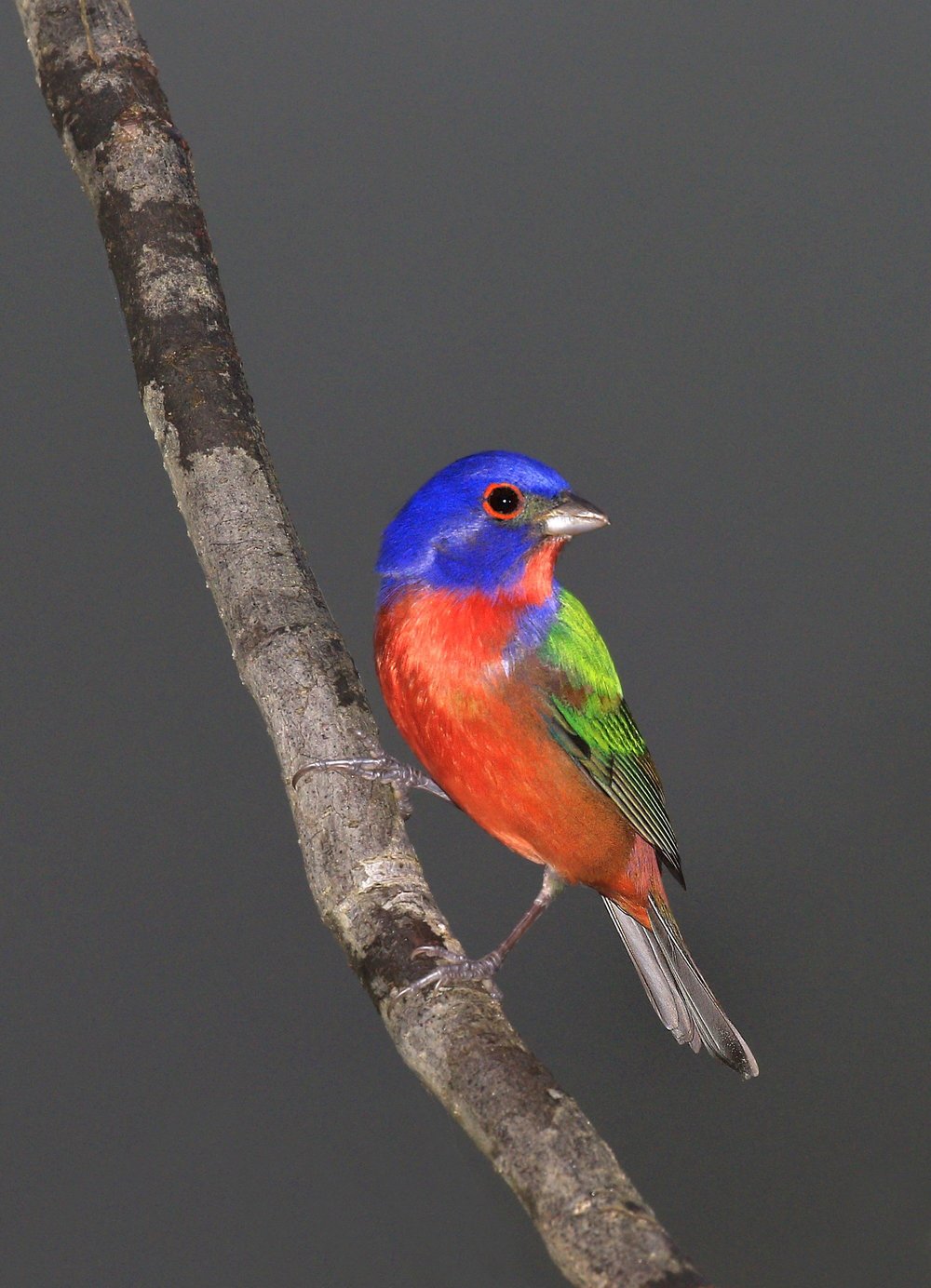 At-Risk Species — North Carolina Wildlife and Outdoor Recreation Foundation