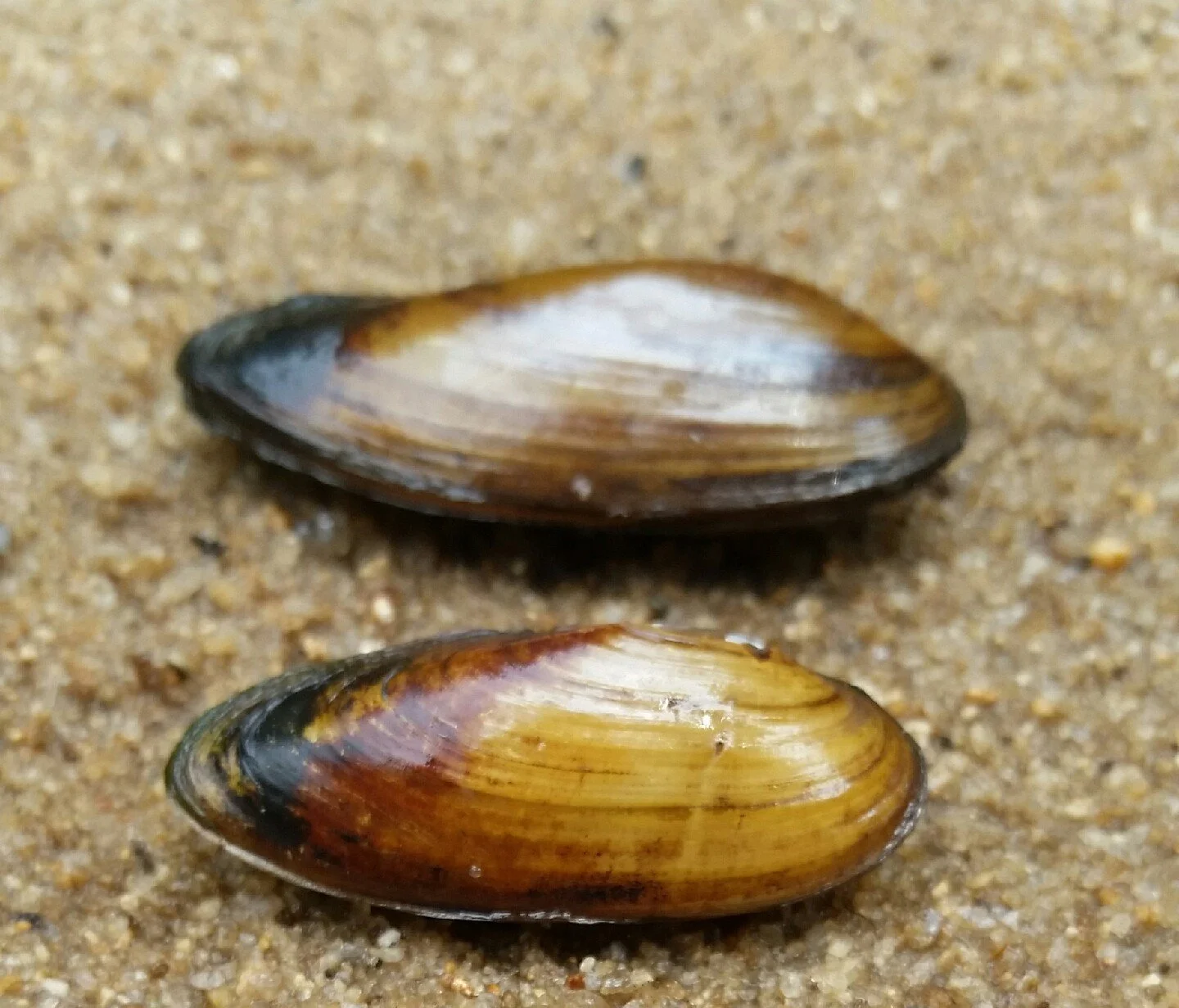 At-Risk Species — North Carolina Wildlife and Outdoor Recreation Foundation