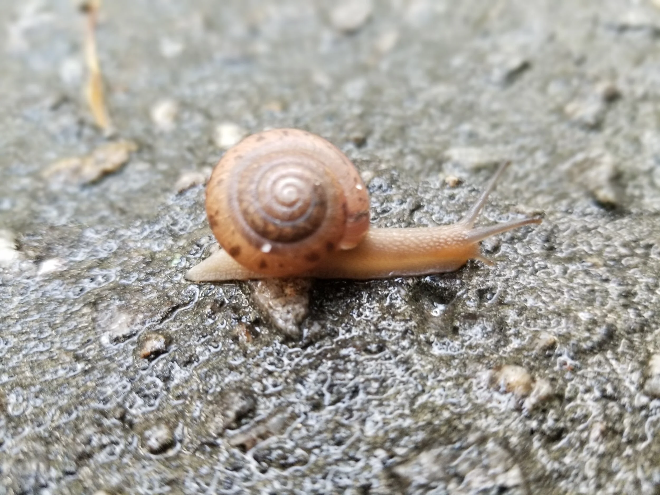Terrestrial Snail Conservation — North Carolina Wildlife and Outdoor ...