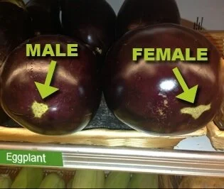 Eggplant: An Origin Story — Positively Probiotic
