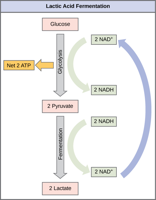 Types of Fermentation: Lactic, Alcoholic, and Acetic Explained ...