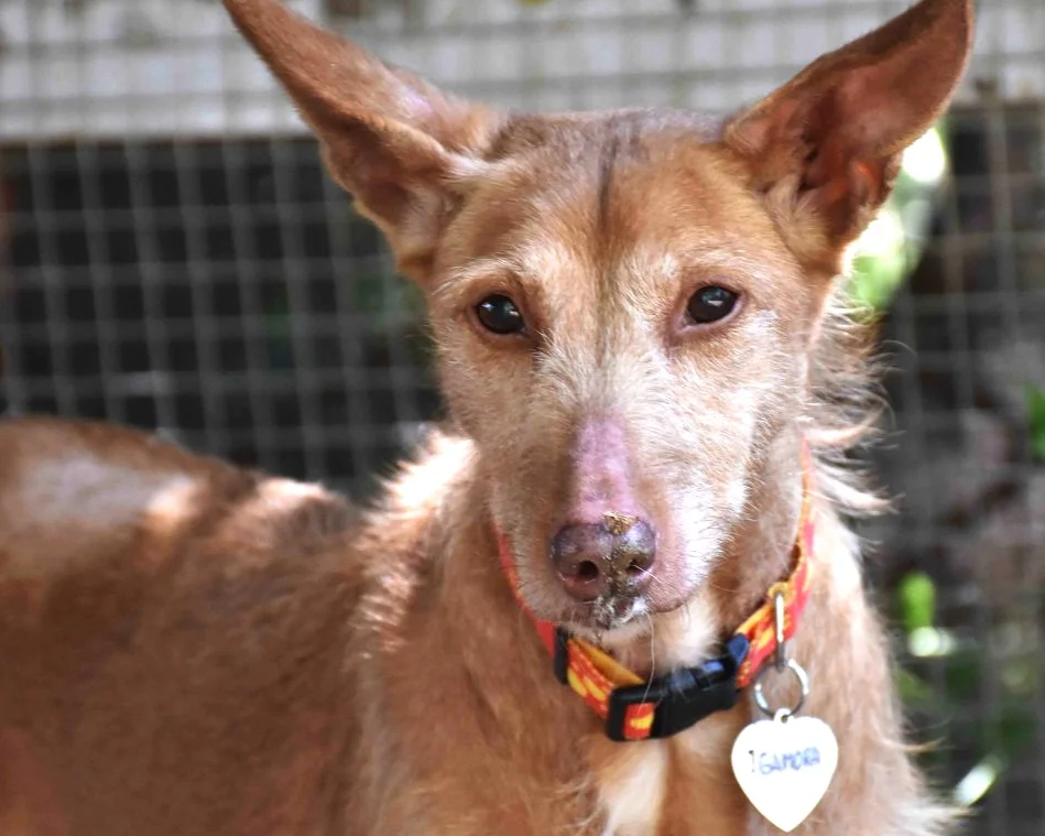 HOME — Extraordinary Galgos & Podencos