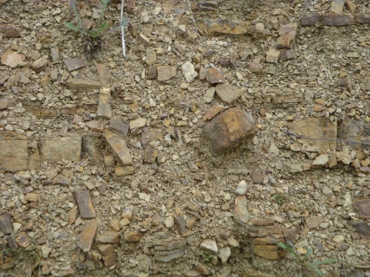 Dario Raccaro - Friuli, Italy — E & R Wine Shop