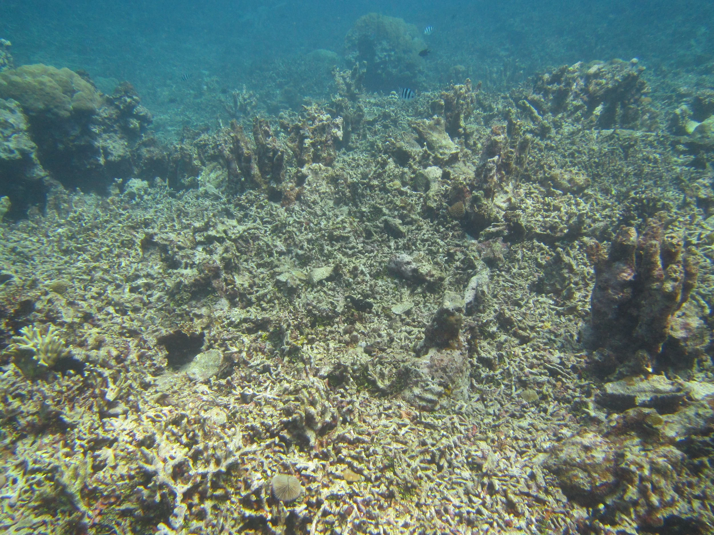 Save The Waves App - Reef Check Malaysia