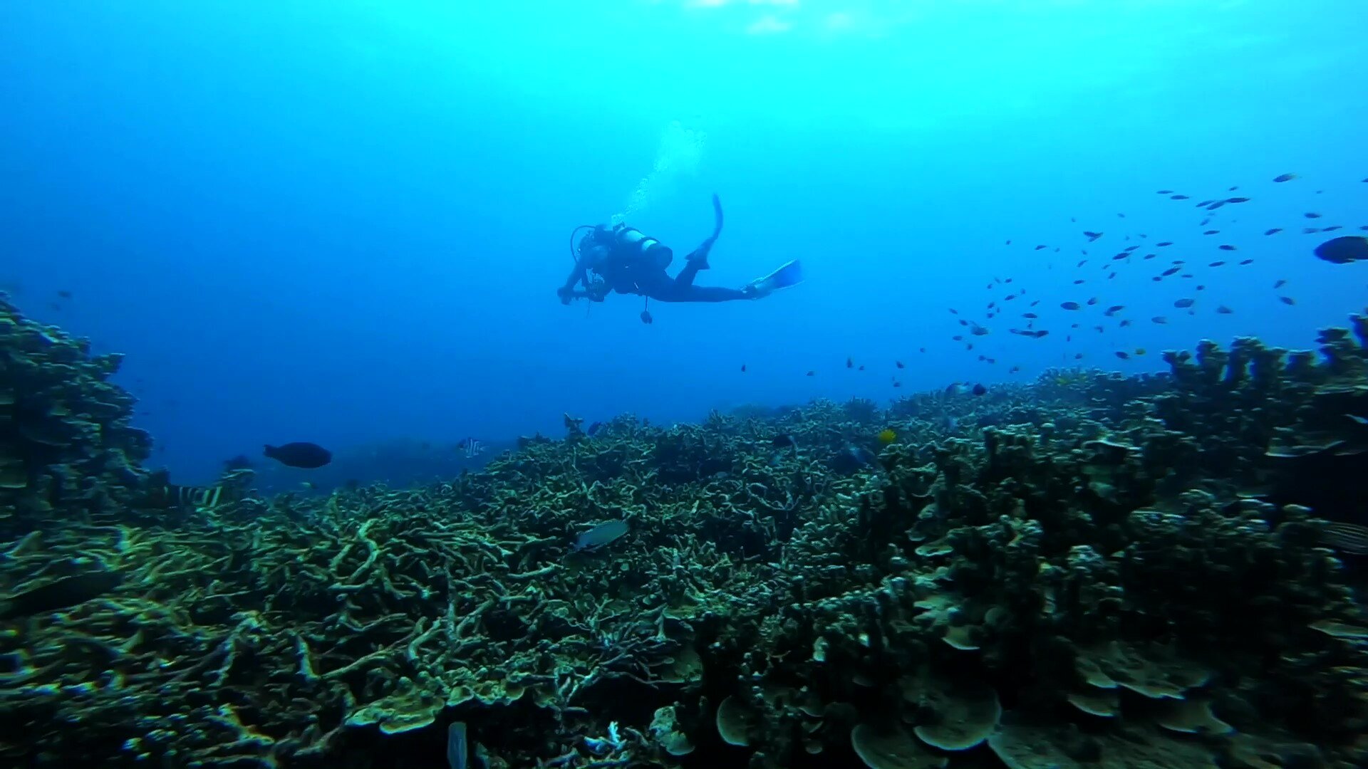 Mission & Vision — REEF CHECK MALAYSIA