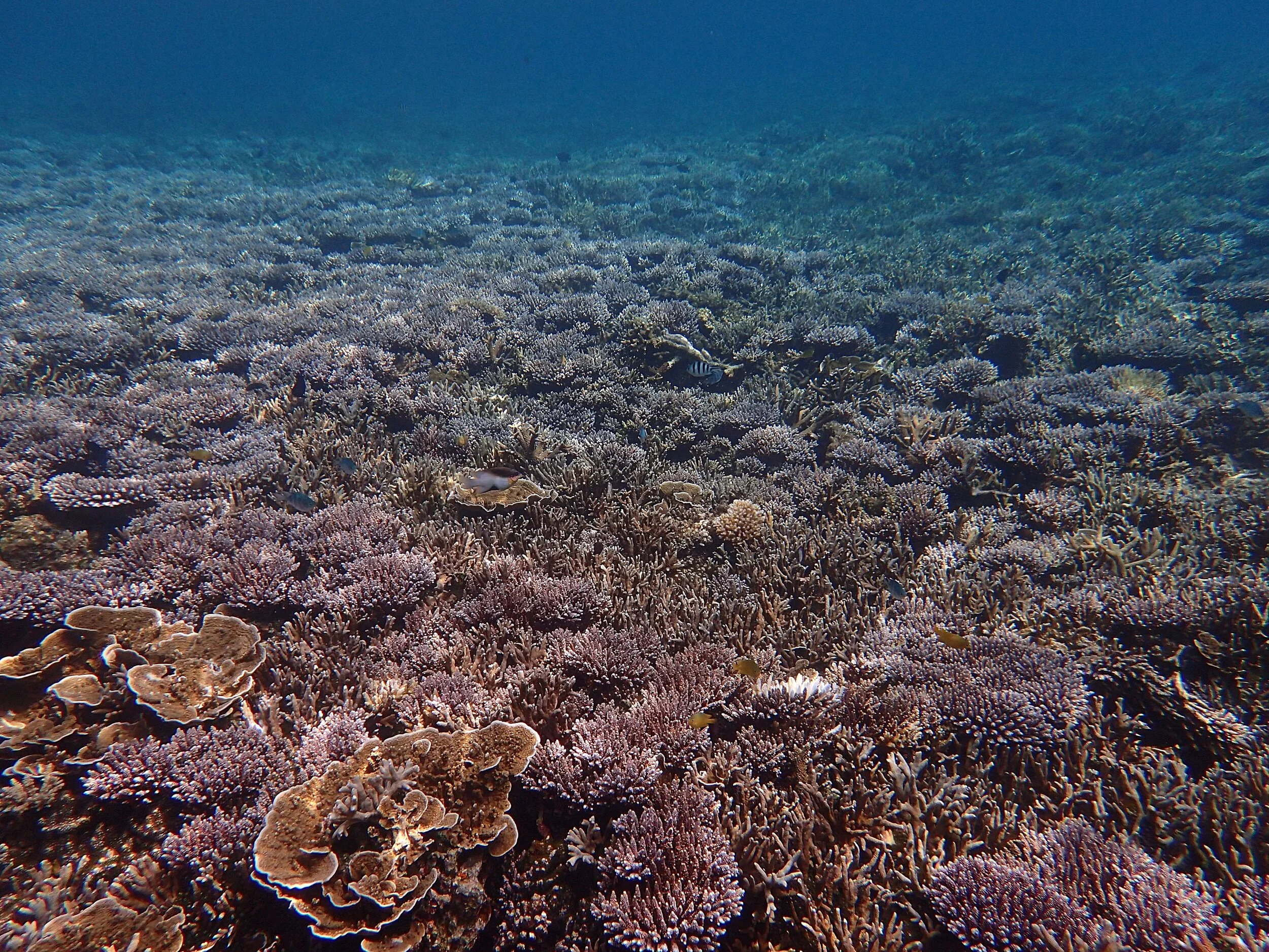 Mission & Vision — REEF CHECK MALAYSIA