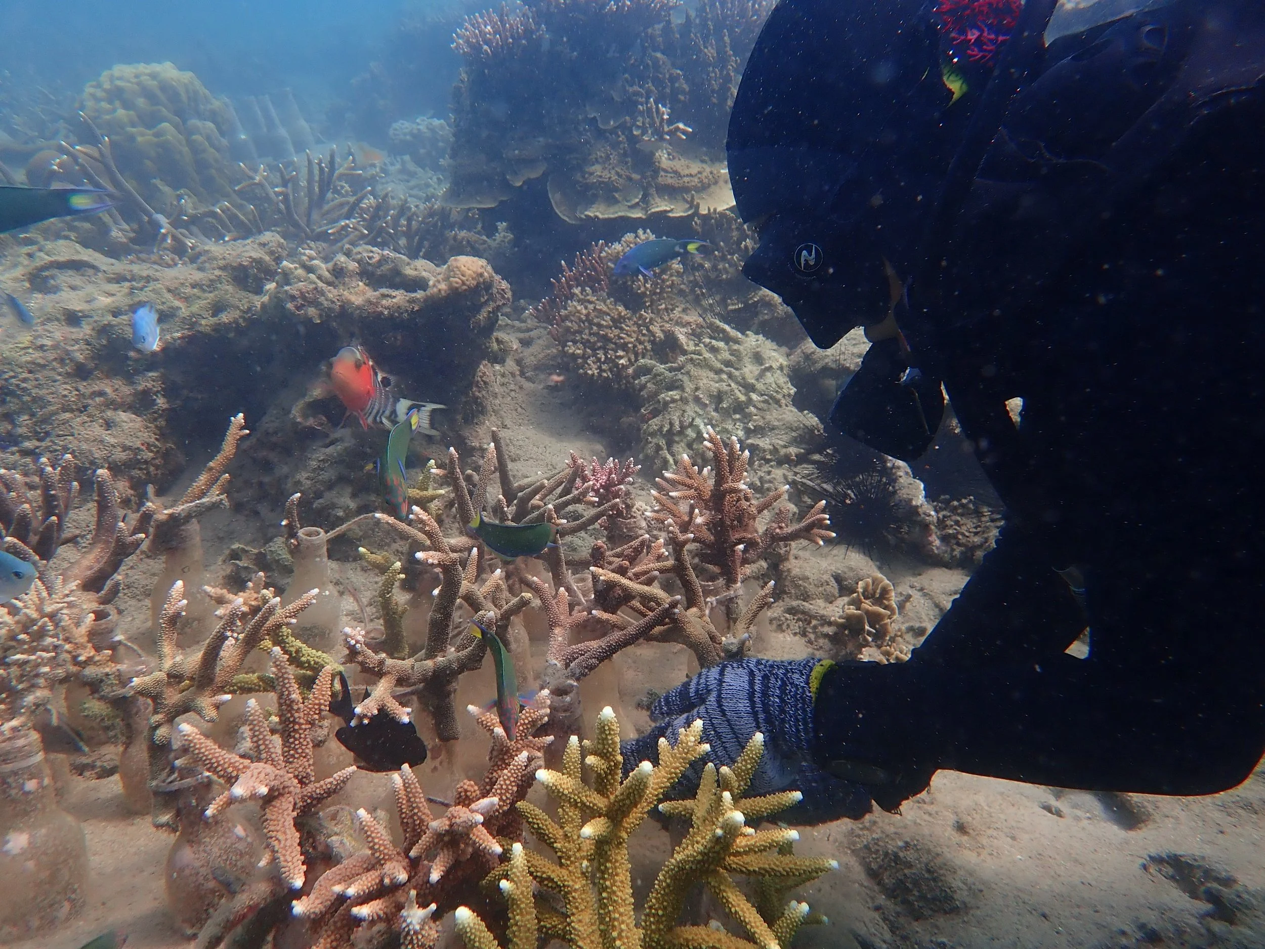 Reef Rehabilitation Toolkit — REEF CHECK MALAYSIA