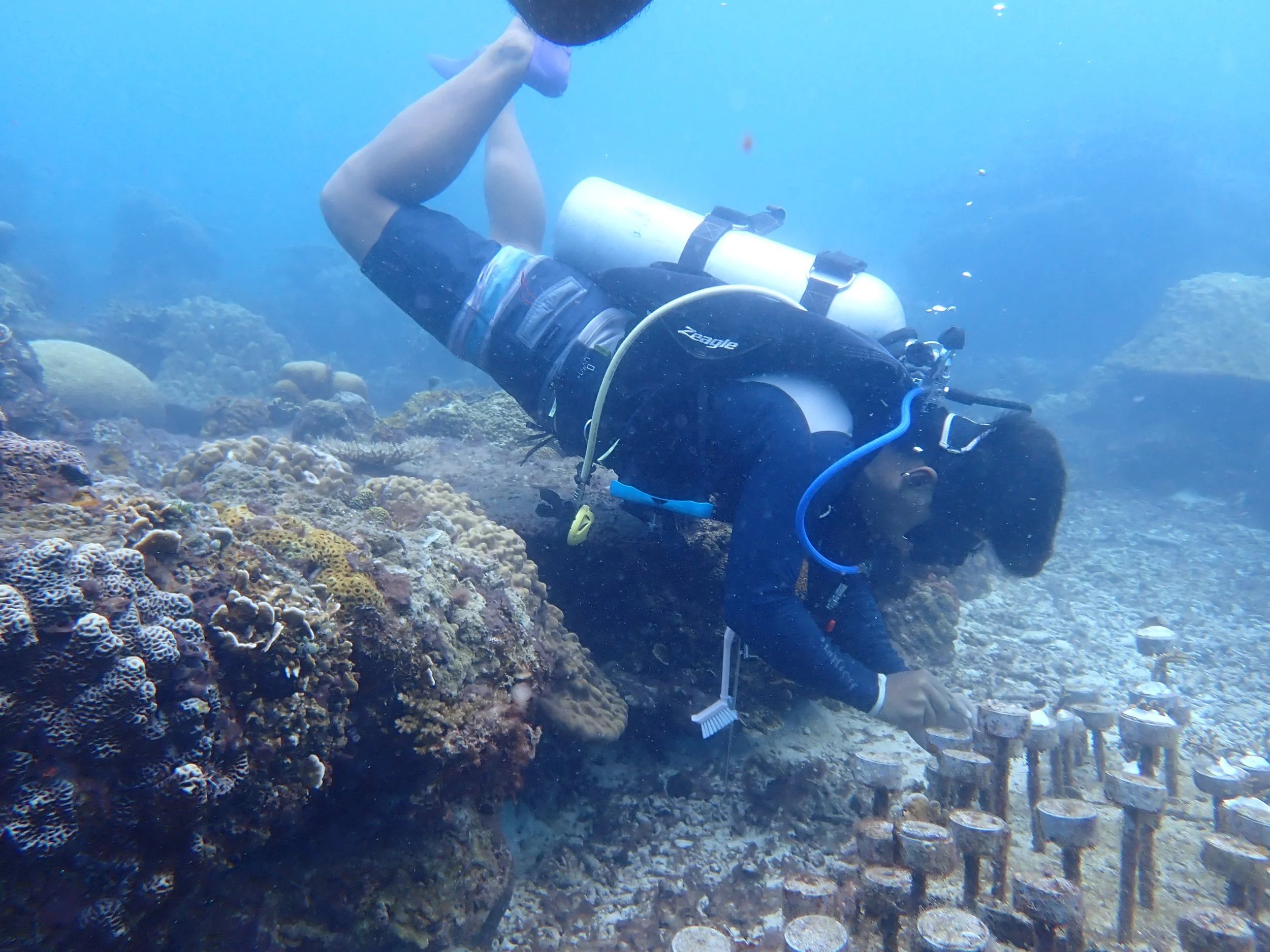 Cintai Redang: July - September 2023 - Reef Check Malaysia