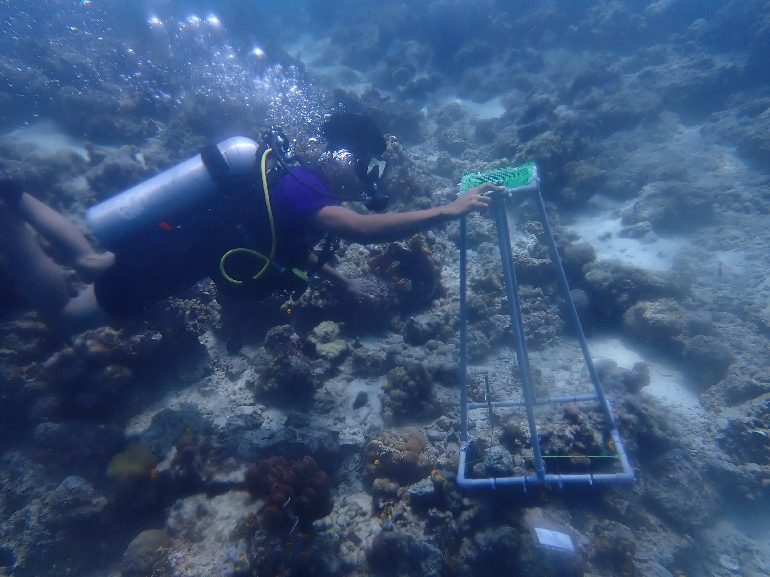 Coral Resilience: Understanding the Challenges and Roadblocks - A ...