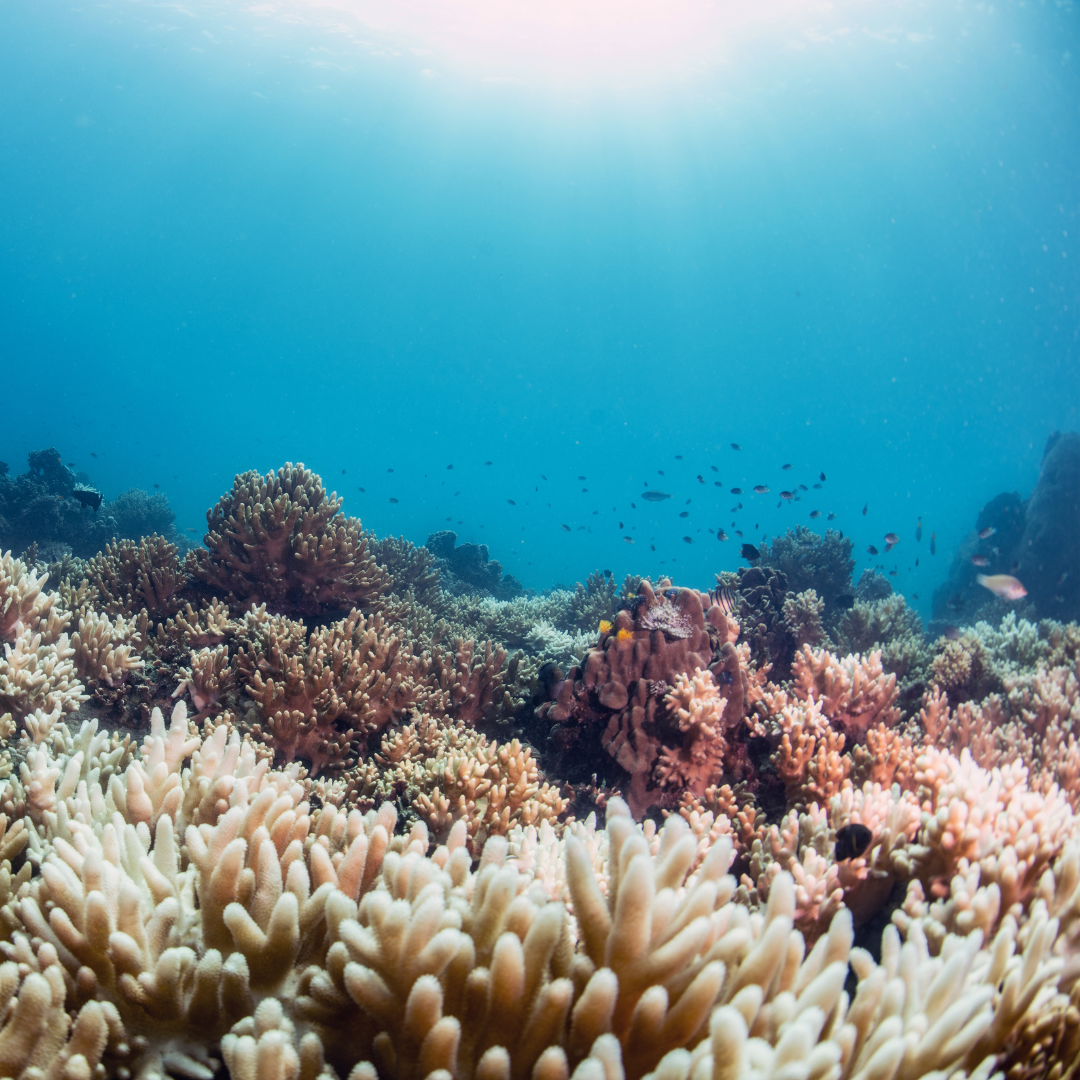 Protect Coral Reefs — REEF CHECK MALAYSIA
