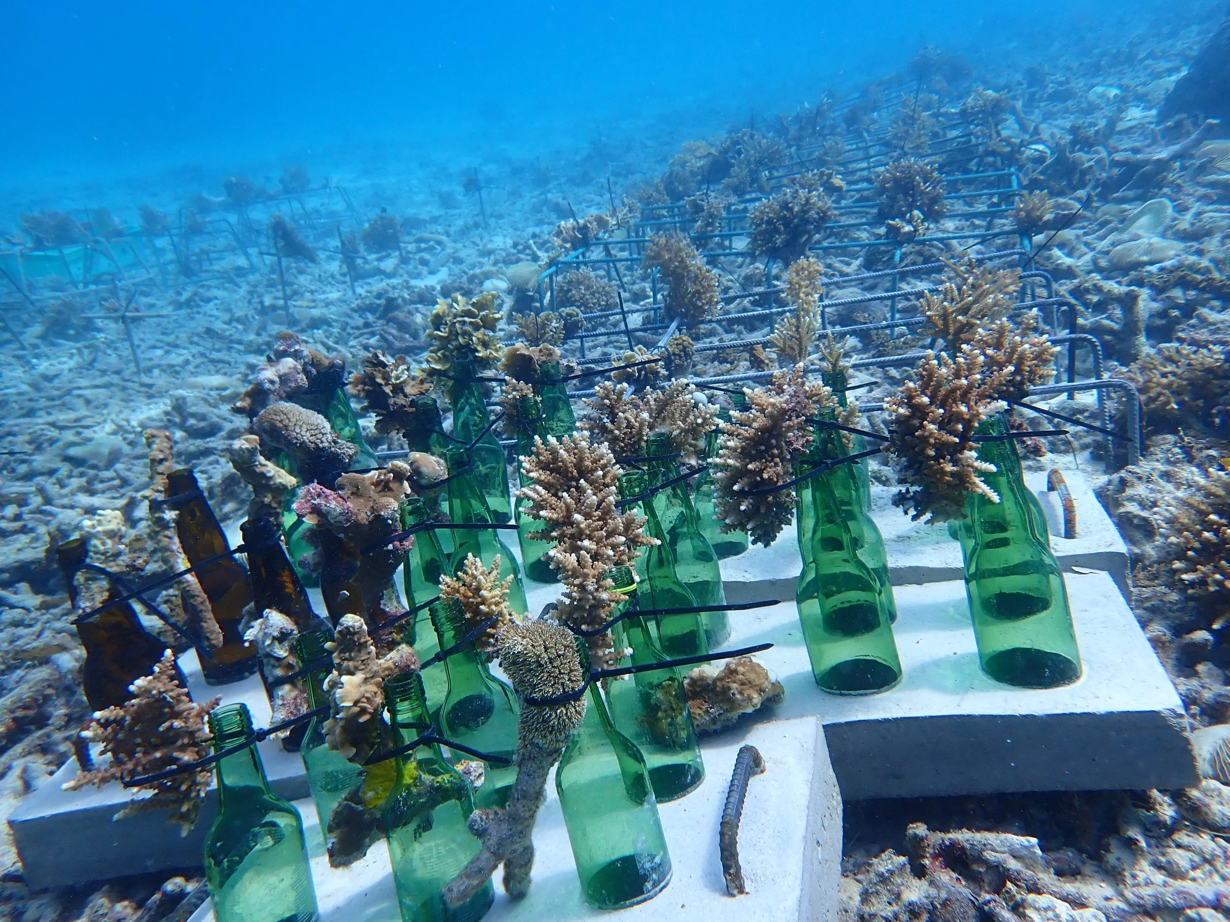 Rehabilitating Coral Reefs with The Local Community on Redang Island ...