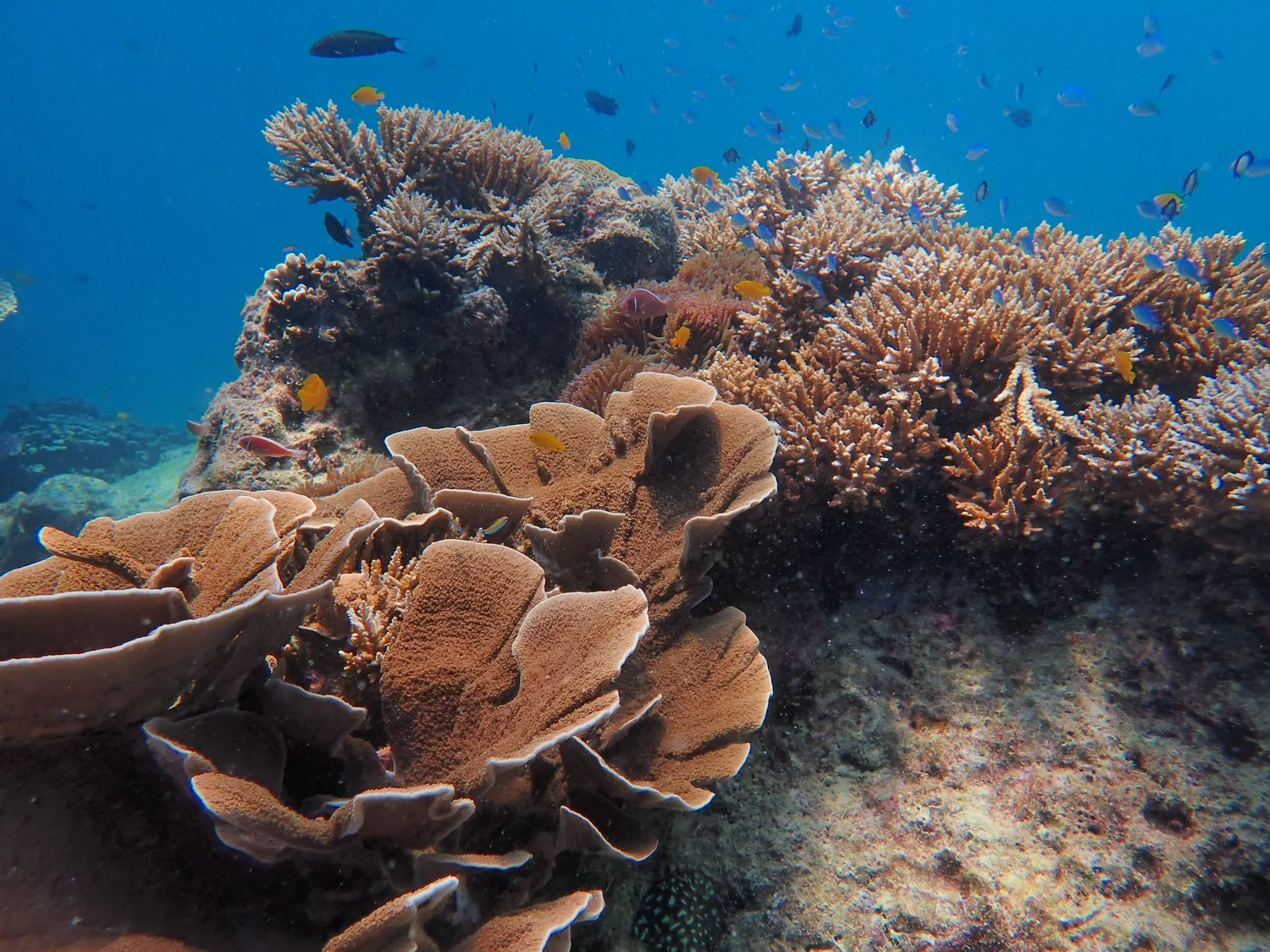 Reef Check Malaysia will be attending COP 16 - Reef Check Malaysia