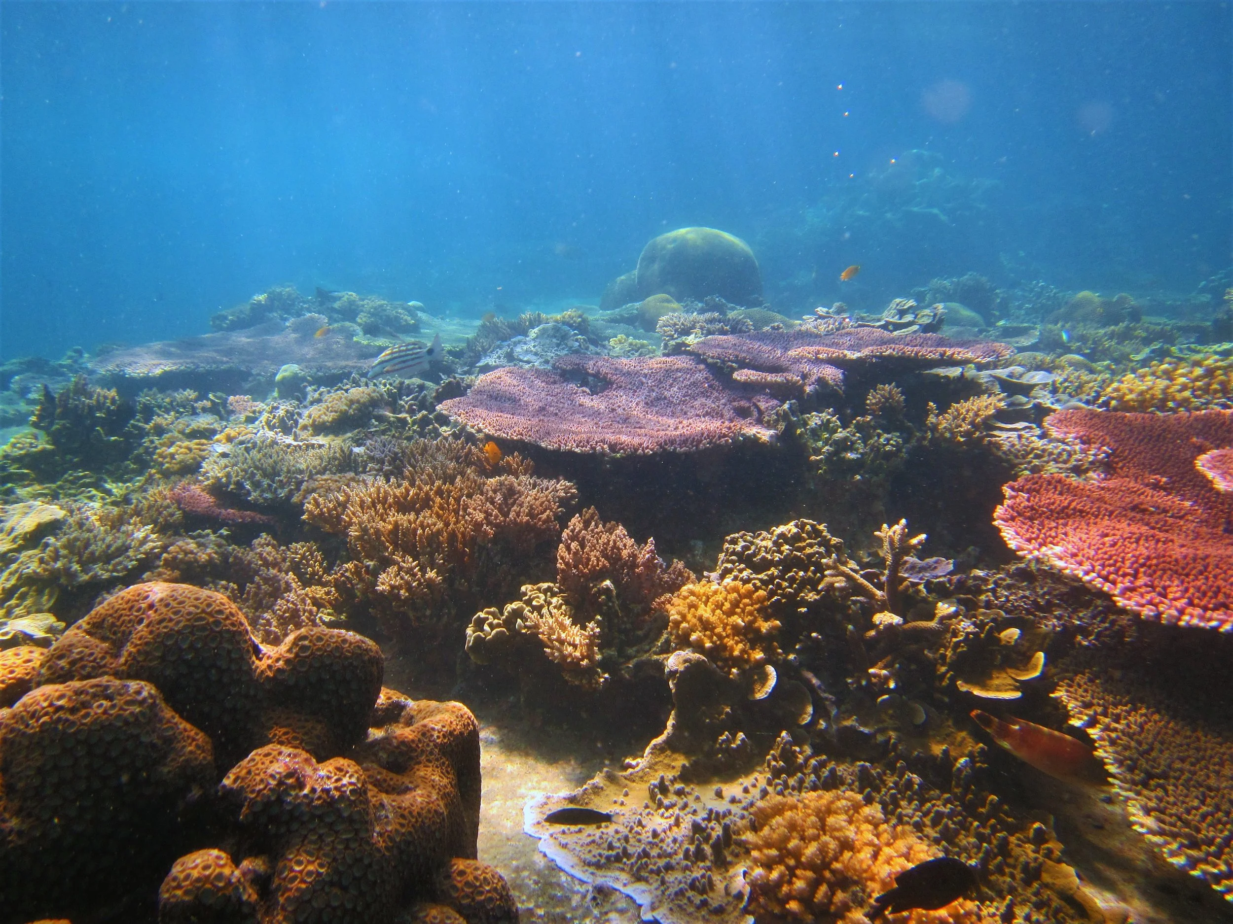 Donate to save our marine ecosystems — REEF CHECK MALAYSIA