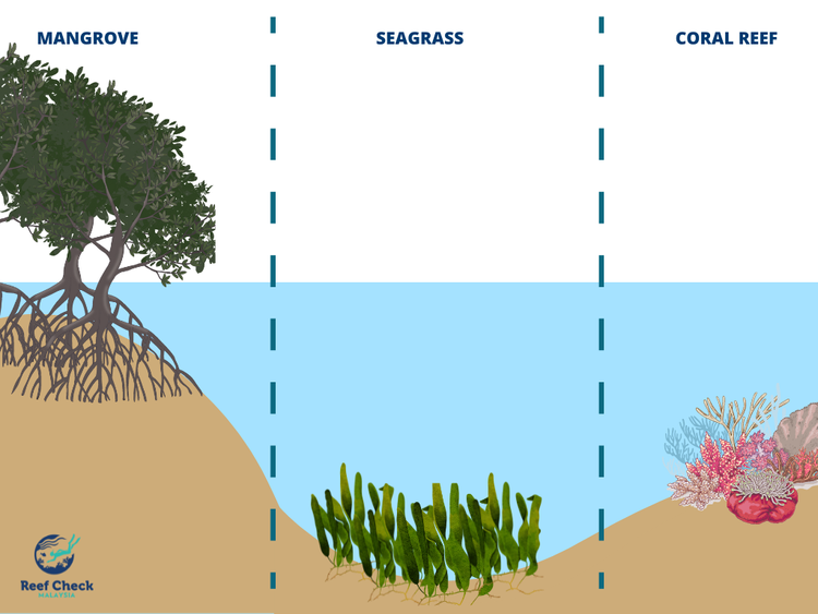 Managing Marine Resources - Let's Talk About It - Reef Check Malaysia